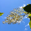 Wilka Mayu (Sacred River) ~ Yanali Tree | Star Essence